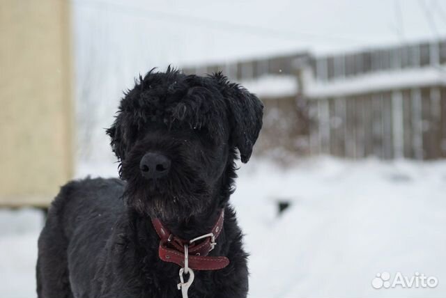 Русский черный терьер в дар