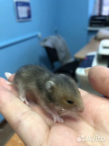 Сирийский хомяк бесплатно