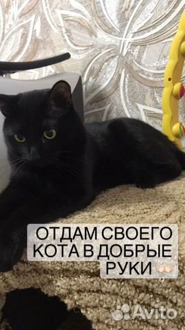 Отдам бесплатно кота