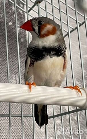 Зебровая амадина (амадин)