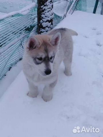 Породистый хасенок