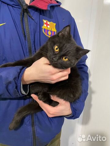 Котик в добрые руки