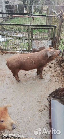 Хряк дюрок на племя. Возраст 4 месяца. Покупался в