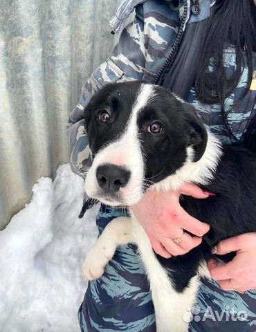 Щенок в добрые руки