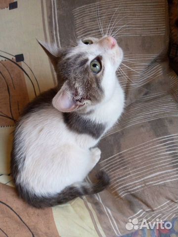 Котенок Митька был выброшен