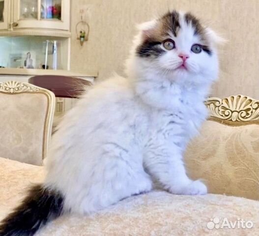 Шотландский Вислоухий котята прививки, док-ты