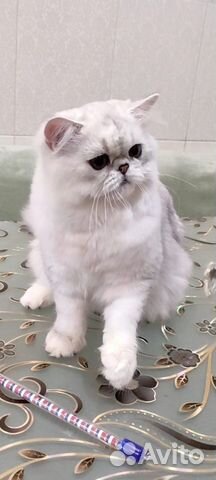 Персидская шиншилла котик