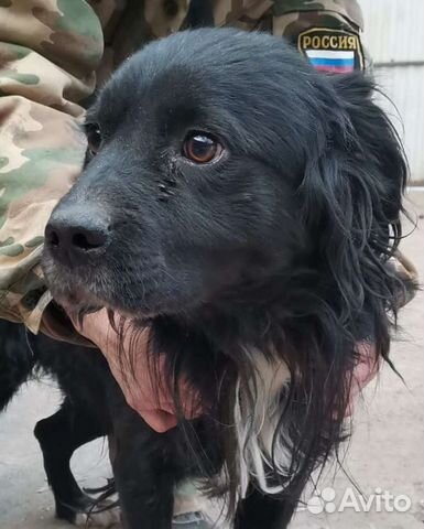 Кузя ищет дом