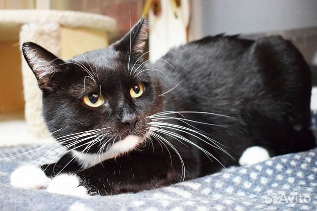 Красавчик Боря 1,5 года