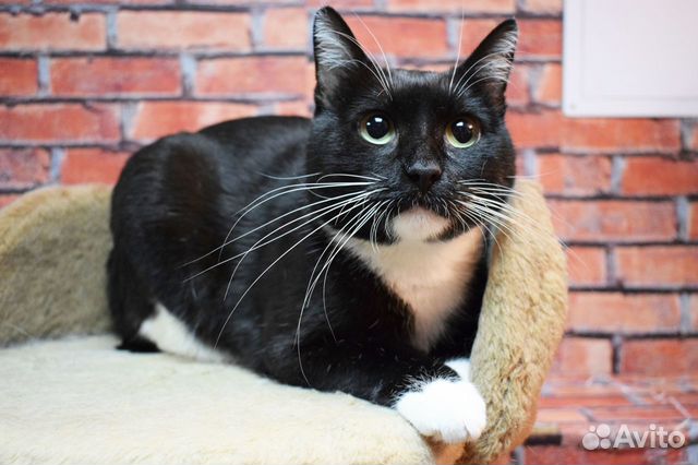 Котик Боря 1,5 года