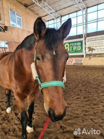 Ганноверская кобыла в матки