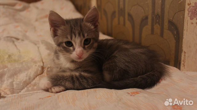 Бедный котенок
