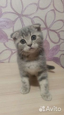 Шотландская вислоухая кошка