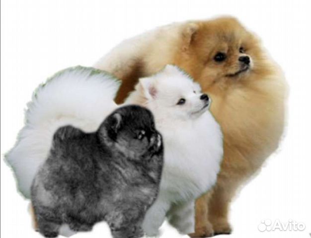 Шпиц Йорк чихуахуа