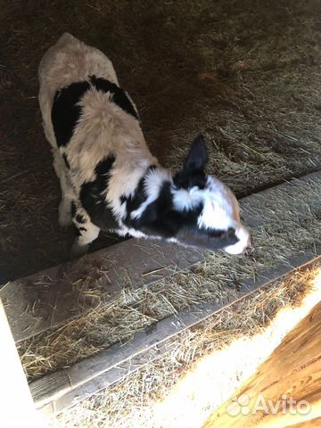 Продается бычок