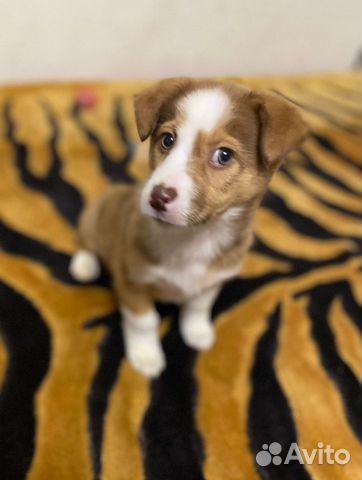 Ищет дом щенок не крупной Собачки Милаш