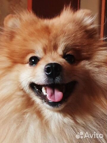 Шпиц кобель вязка