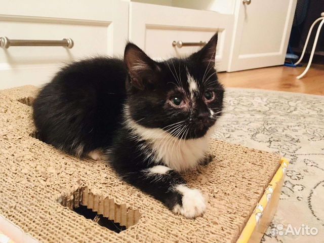 Котёнок