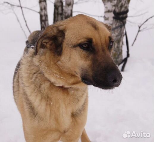 Лео уже не верит, что его однажды полюбят