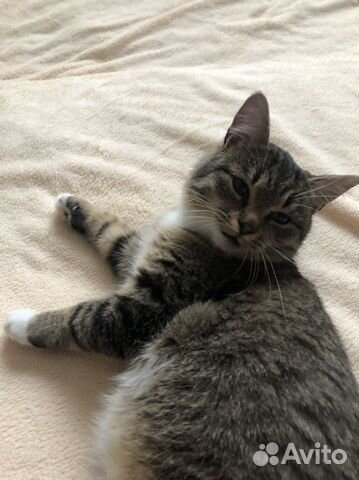 Котенок в добрые руки девочка