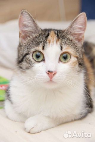 Кошечка Рюшка в добрые руки