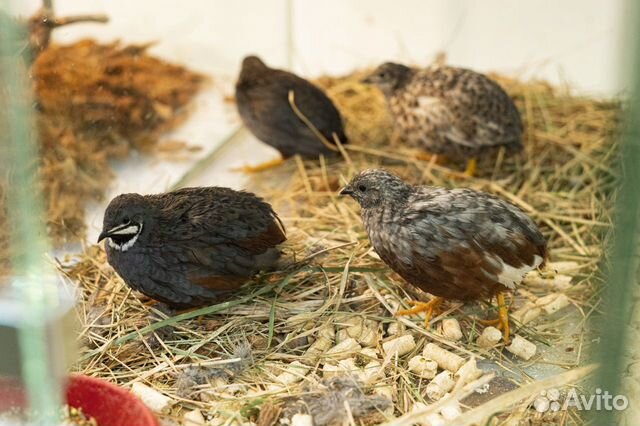 Китайские расписные перепела