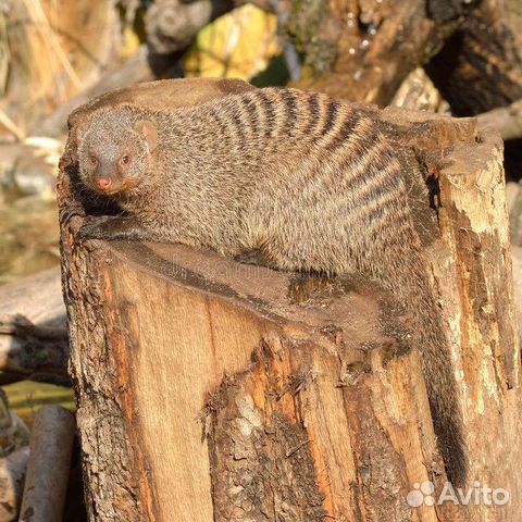 Мангуст полосатый, пара