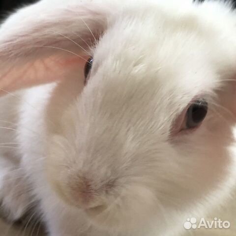 Декоративные кролик