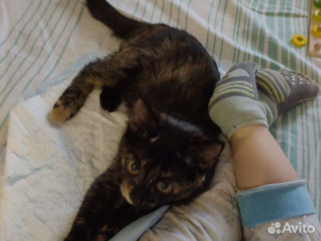 Отдам в добрые руки, котят