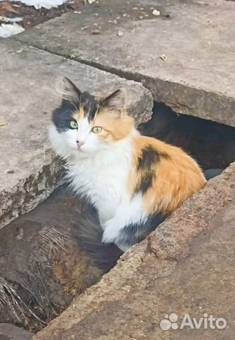 Кошечка-трехцветка на счастье,которая выживает на