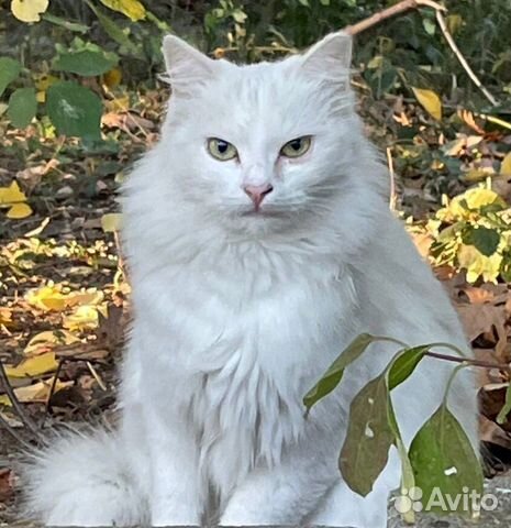 Красивые кошечки и котик,фенотипы разных пород