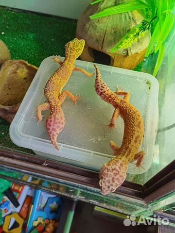 Пара эублефаров с террариумом