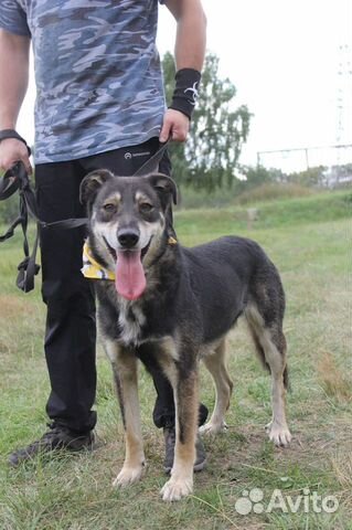 Собака ищет дом