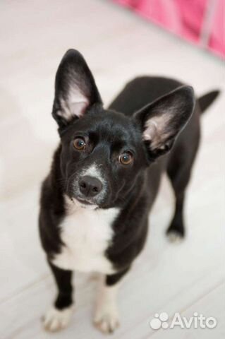 Маленькая собачка ищет дом