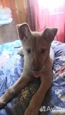 Щенок дейзи