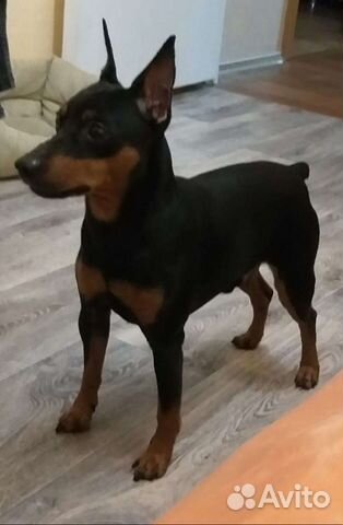 Вязка Чистокровного кобеля и щенки