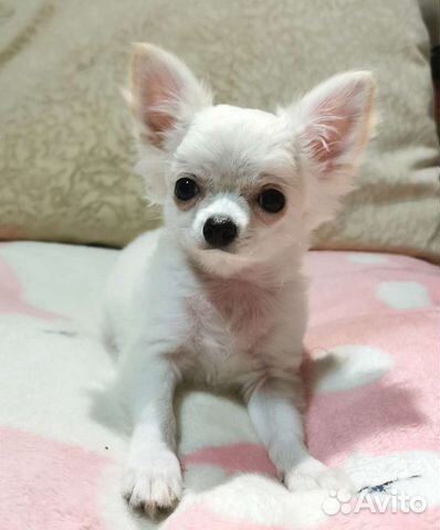 Чихуахуа бело-кремовые девочки