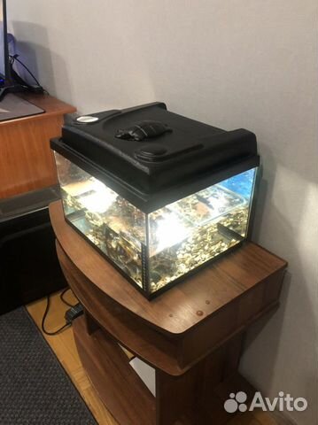 Отдам бесплатно черепаху