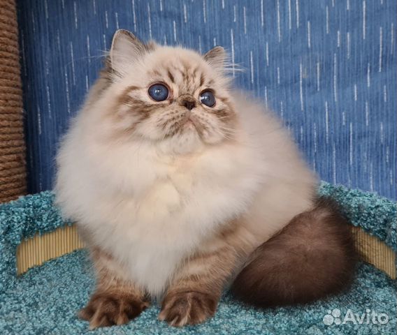 Синеглазый красавчик