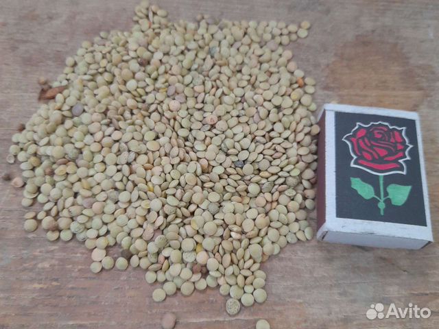 Чечевица зеленая