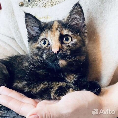 Маленькая Совёна