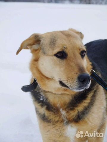 Невероятная красавица Шелли из приюта ищет дом