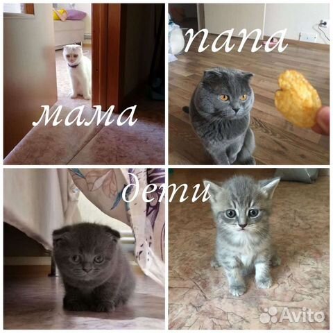 Шотландские котята