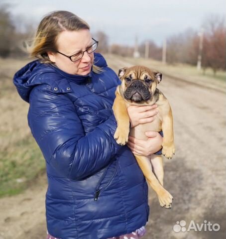 Английский Бульдог щенок