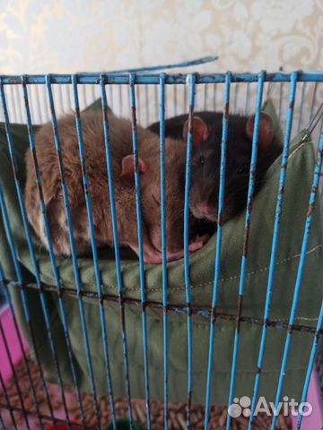 Крысы с клеткой