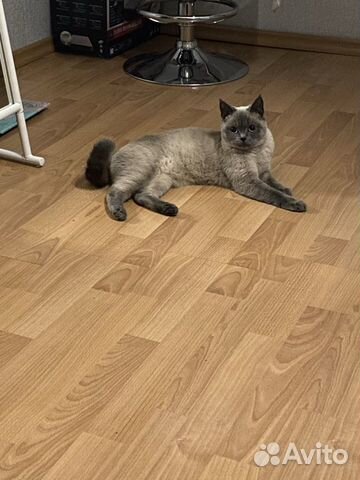 Кошка ищет кота для вязки