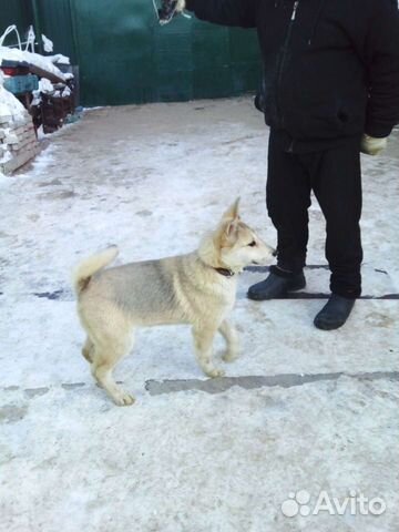 Продам щенка зсл