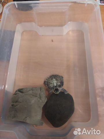 Красноухая черепаха бесплатно