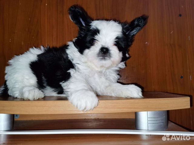 Мальчик от папийона и шитцу