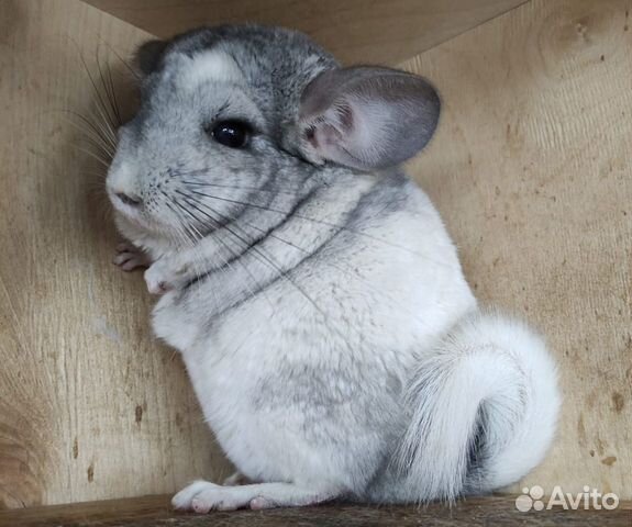 Замечательные шиншиллы ищут самых лучших людей